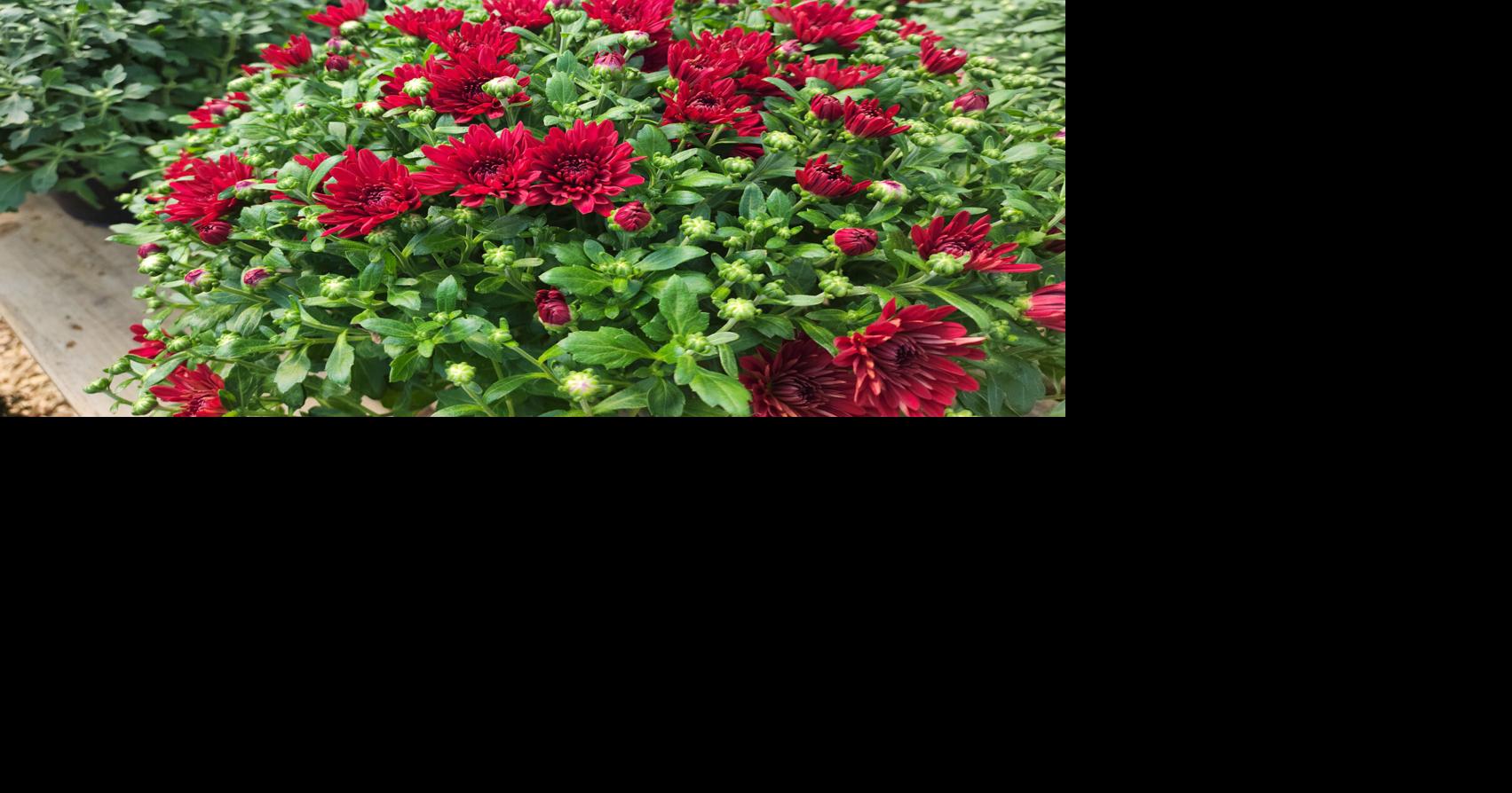 Southern Gardening: Use mums to keep fall landscapes bright | Living ...