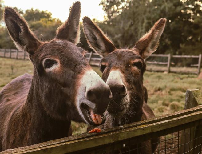 Study finds when donkeys first introduced to North America | News | djournal.com