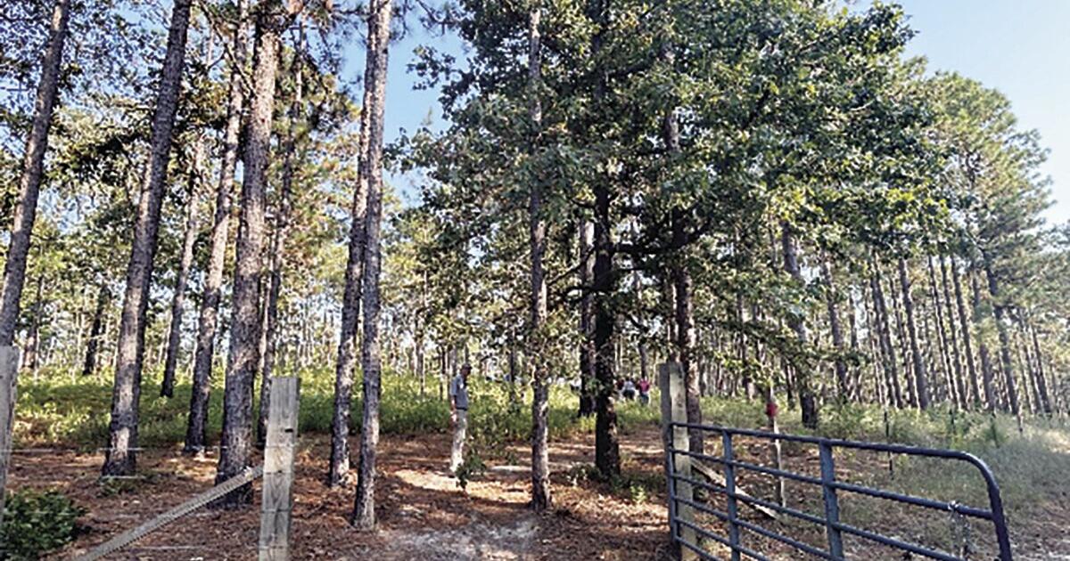 Longleaf pine management practices include prescribed burning and cattle | Community News ...