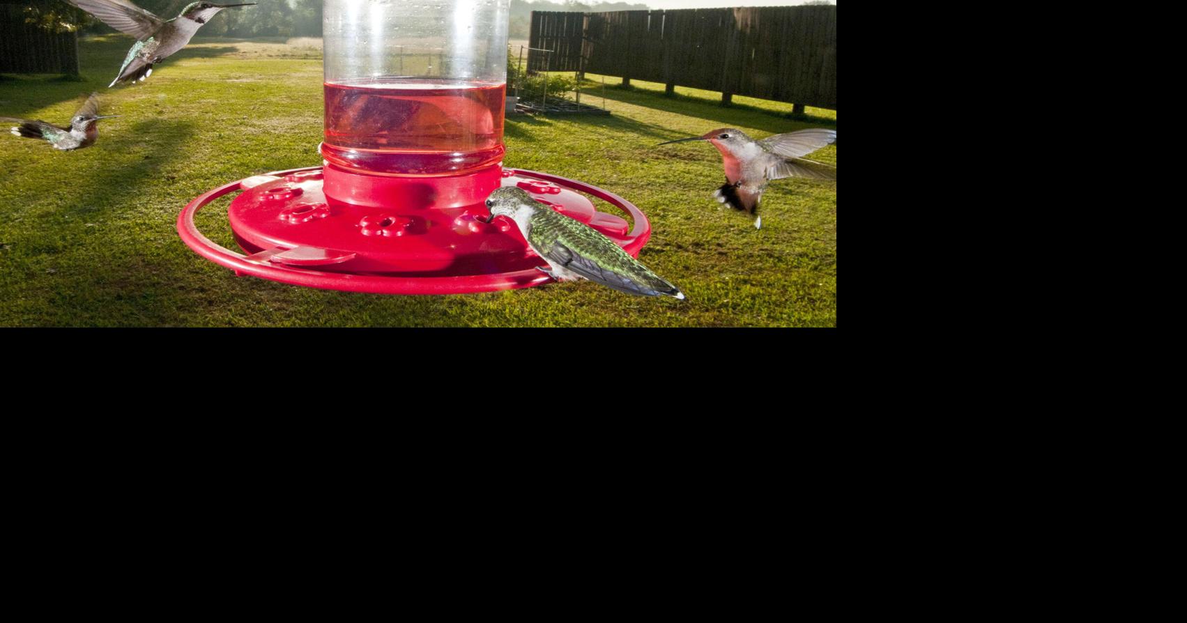 SOUTHERN GARDENING: How to have hordes of happy hummingbirds | Living ...