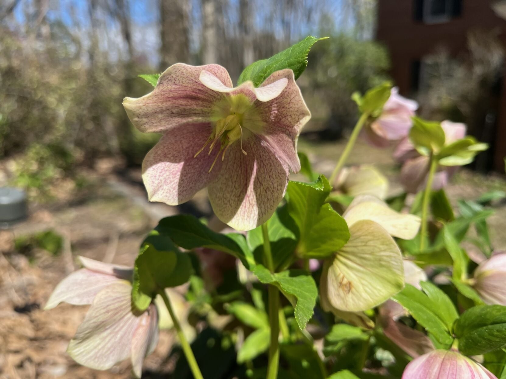 Hellebores: Perennials that bloom in winter. | Culture | djournal.com