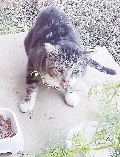 I will never forget that sweet old cat | Community News | djournal.com