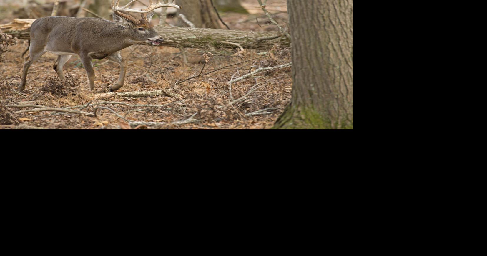 Late season whitetails all about the food | Sports | djournal.com