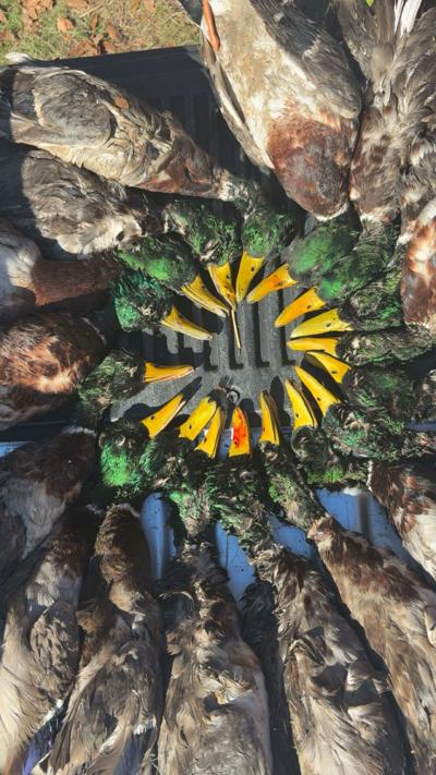 Arkansas emphasizes shell limits, blind construction, shot size for ...