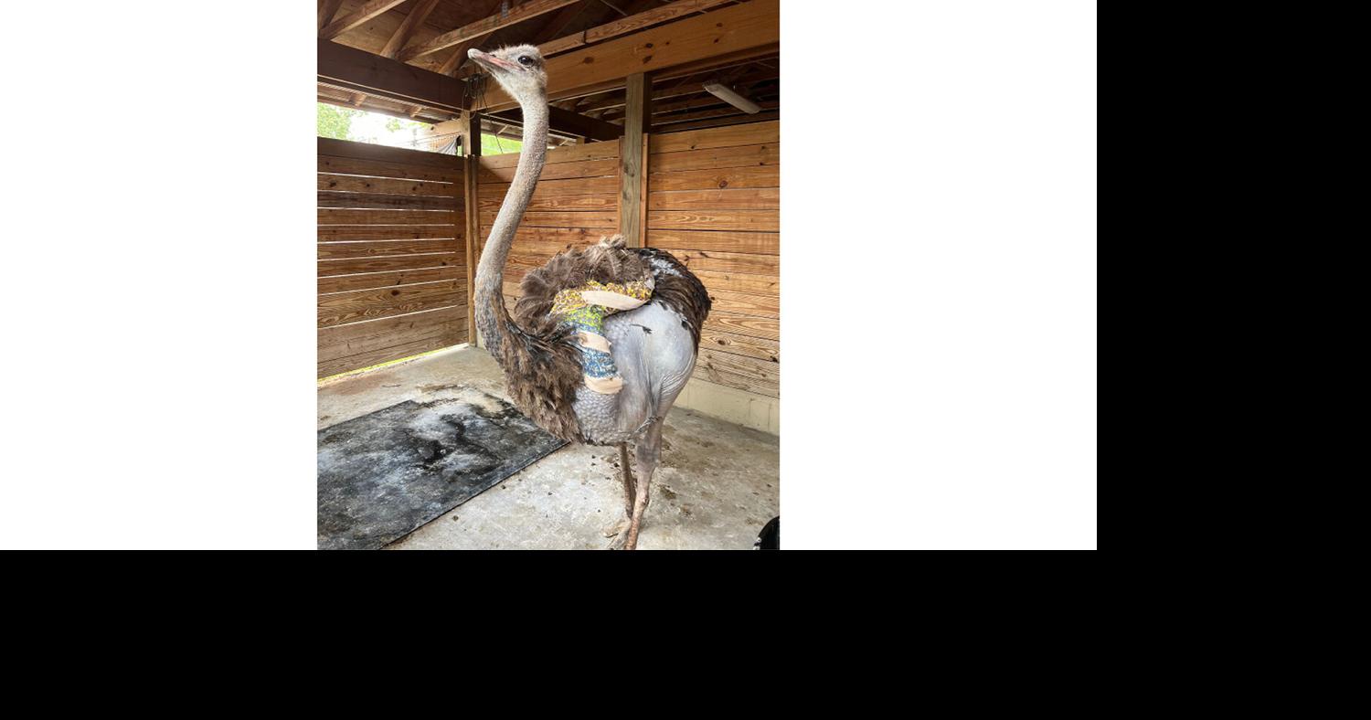 LSU Vet Med surgeons repair broken wing on ostrich from the Hattiesburg ...