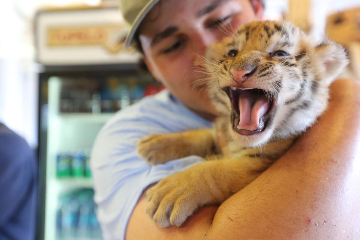 Buffalo Park and Zoo welcomes baby tigers | News | djournal.com