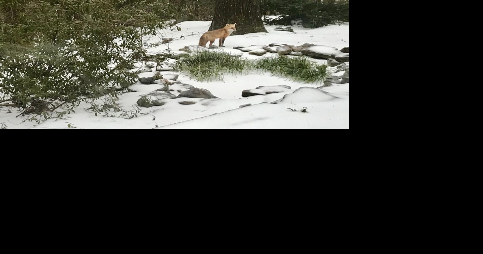 EARTH LADY: Red Fox valuable predator, unless you have chickens ...