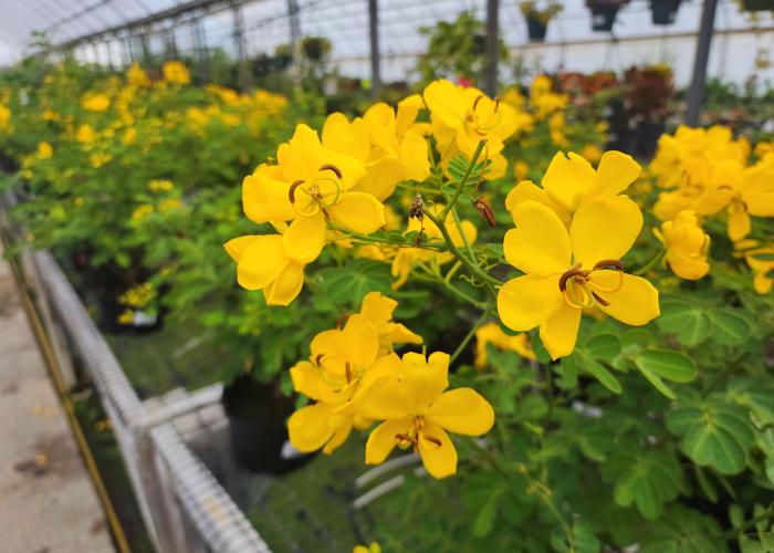 SOUTHERN GARDENING: Winter cassia are great Coastal landscape plants ...