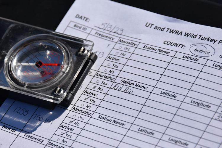 Tennessee study finds predation is number one turkey problem | Outdoors ...