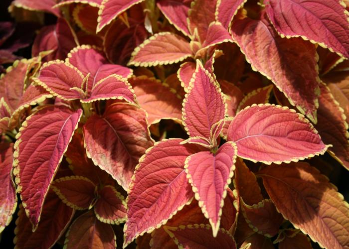 Sun coleus offers colorful foliage all summer long | Lifestyle ...
