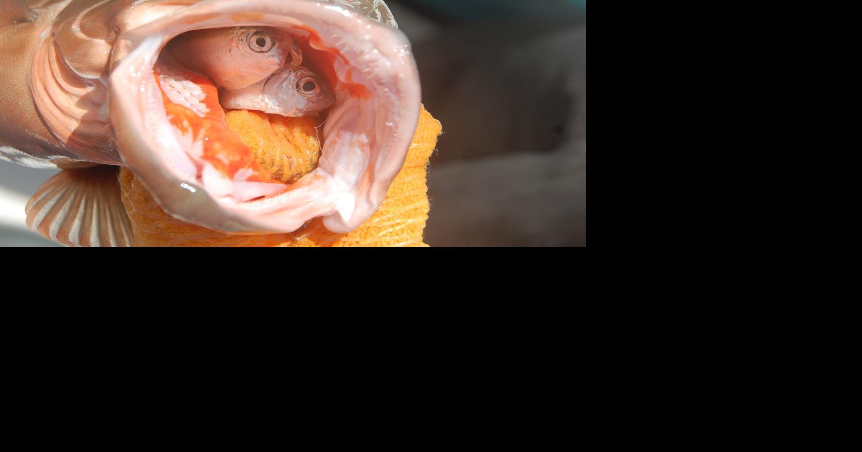 fish gullet | | djournal.com
