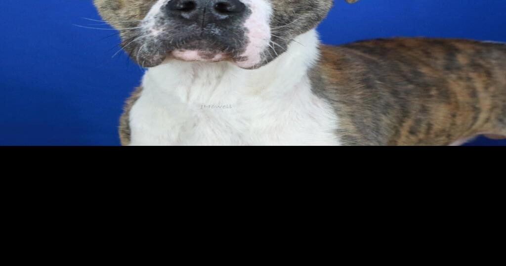 Pets of the Week | Lifestyle | djournal.com