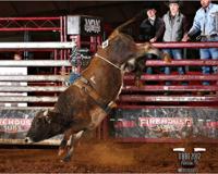 code blue bucking bull