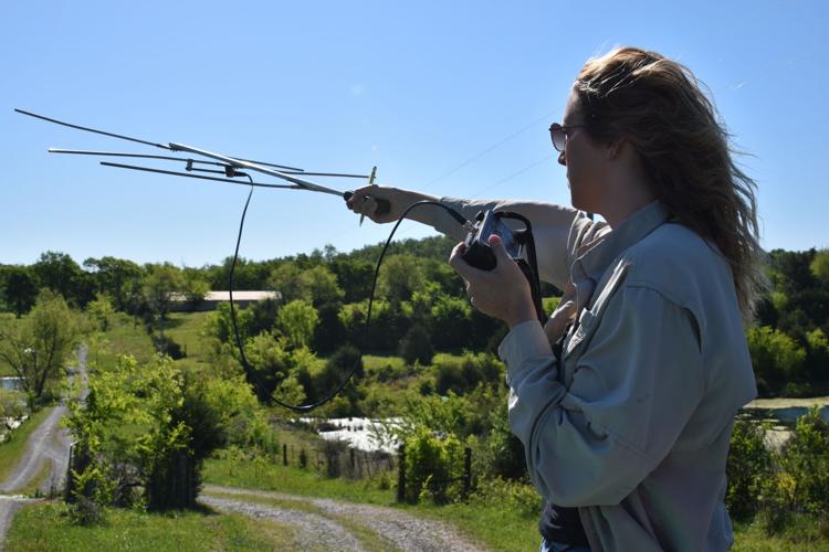 Tennessee study finds predation is number one turkey problem | Outdoors ...