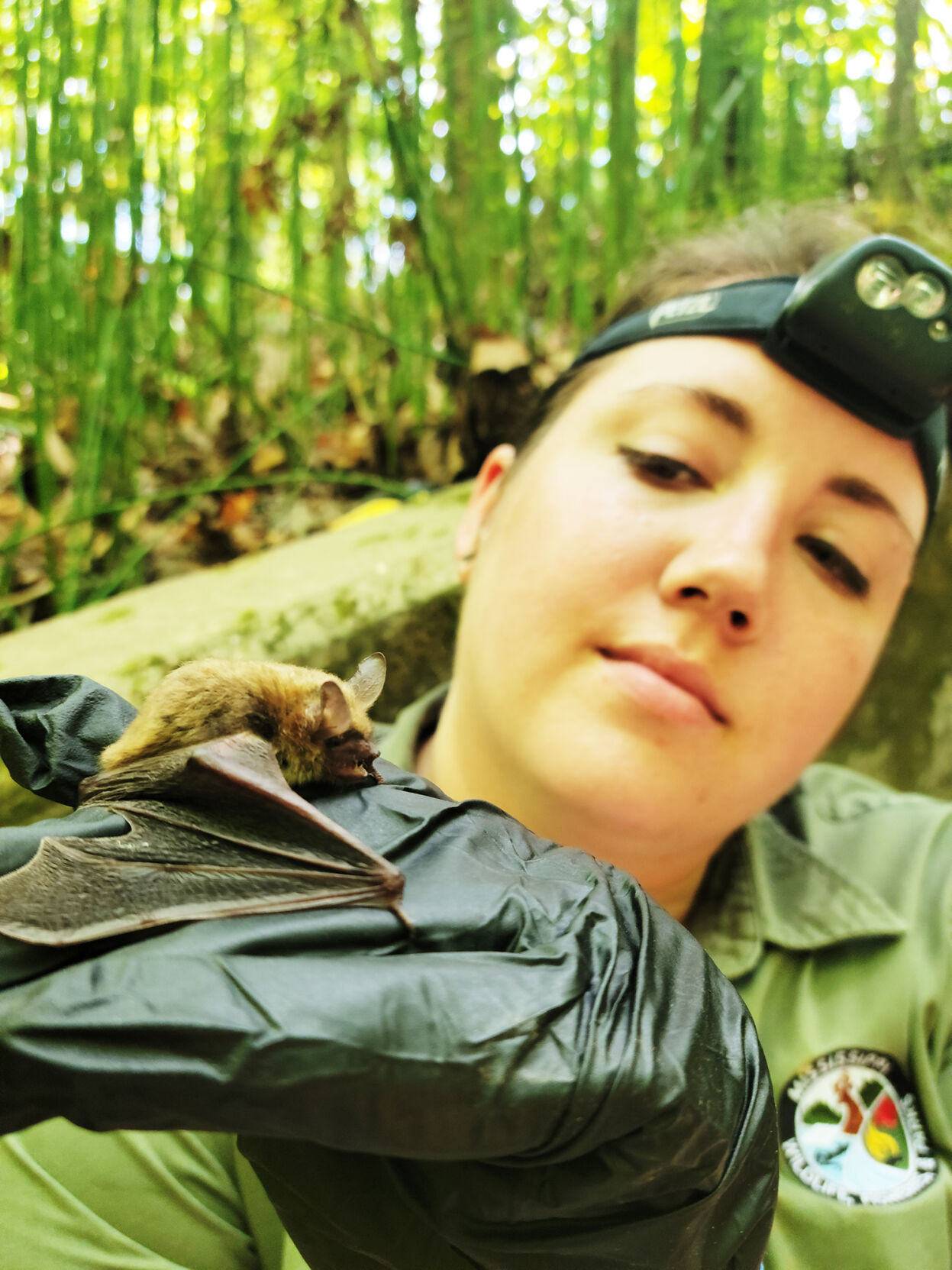 Learn what you didn't know about bats at upcoming museum program | New ...