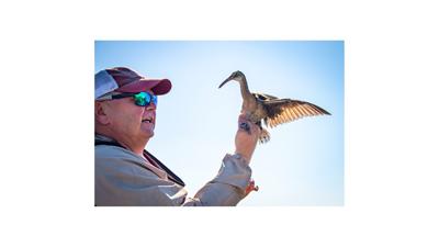 MSU ornithologist joins flock of national avian society fellows ...
