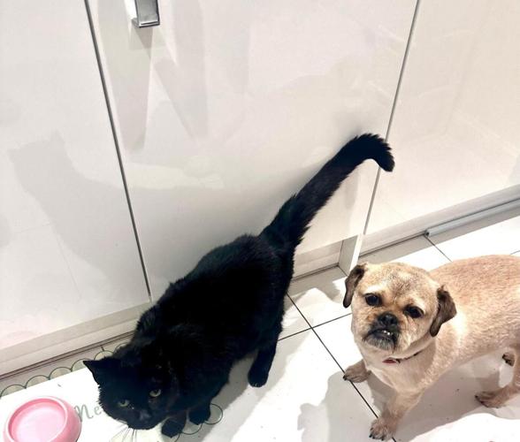 Lost cat reunited with owner 12 years after going missing | News ...