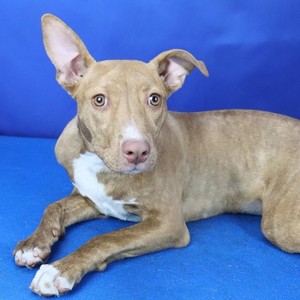 Pet of the Week | Culture | djournal.com