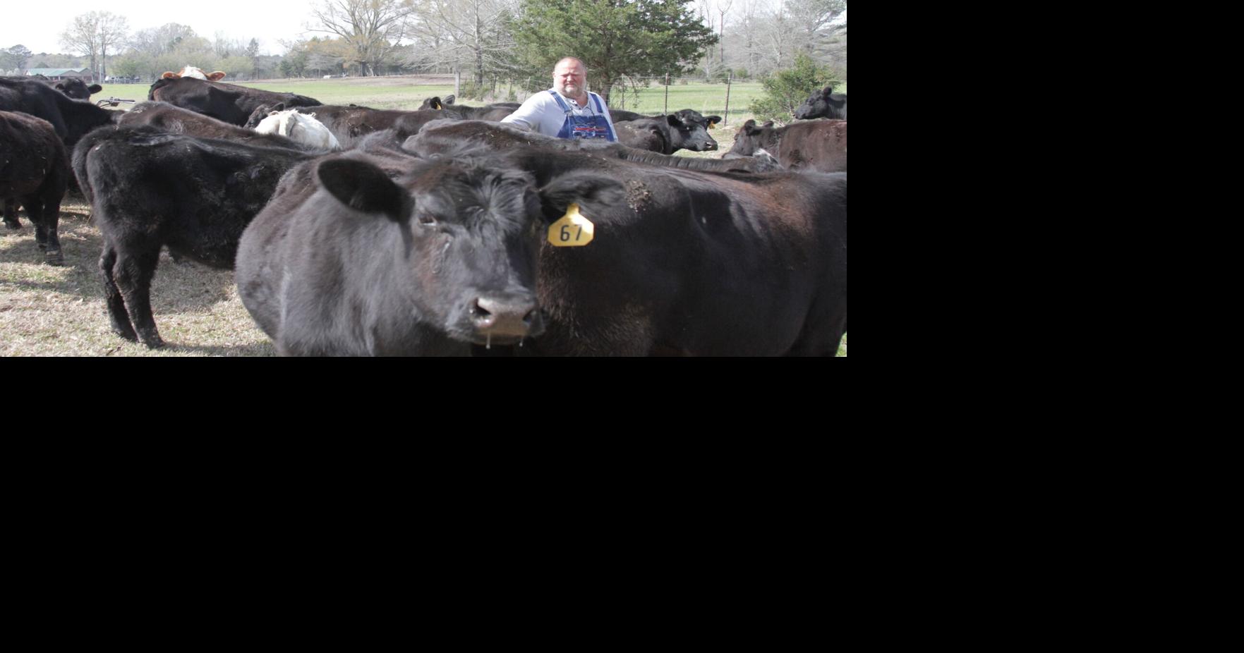 Bringing the cows home: New leadership aims to revive county cattle ...