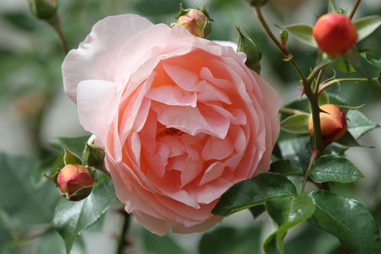 Rose society's annual show returns to Renasant Bank | Lifestyle ...