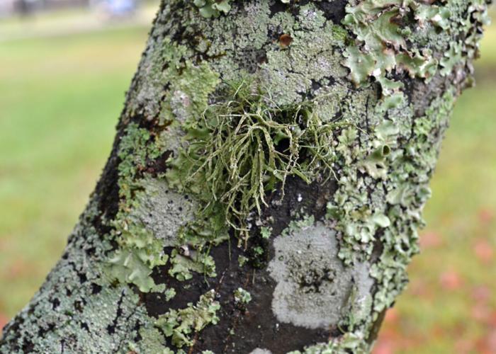 SOUTHERN GARDENING: Unusual lichens do not hurt plants | Living ...