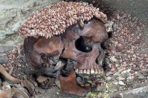 Research reveals Ice Age ‘Prince’ mauled by bear | News | djournal.com