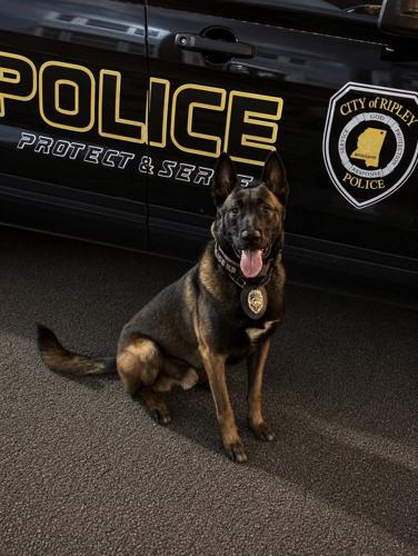 Ripley Police Department’s K9 Bane to get donation of body armor | News ...