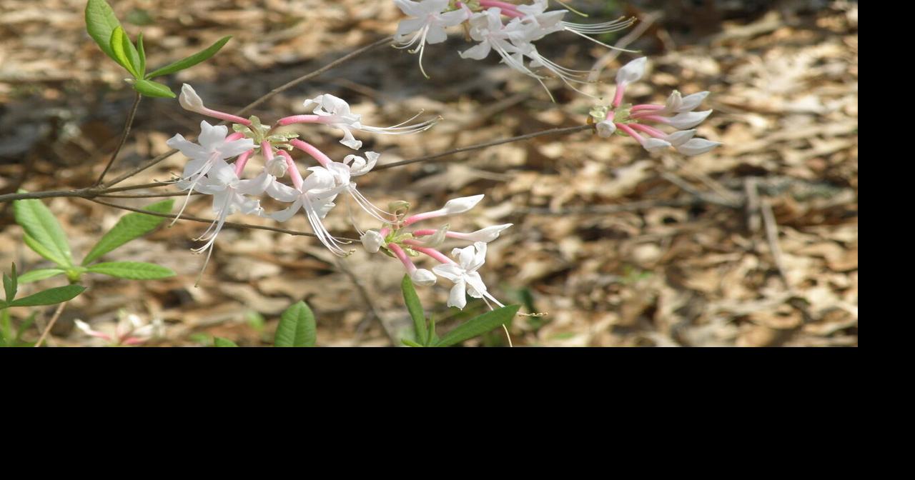 Native azaleas bloom with abandon and promise in spring | Lifestyle ...