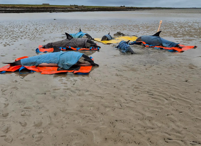 Marine experts rush to save six dolphins stranded alive on beach | News | djournal.com