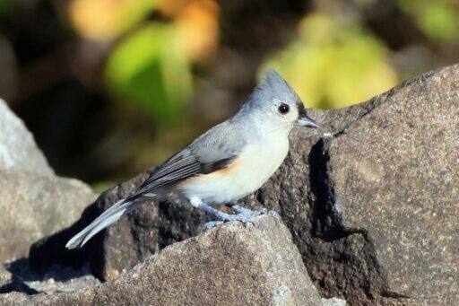 Noisy humans harm birds and affect breeding success: study | News ...