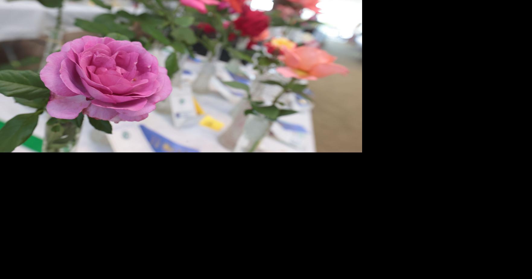 Northeast Mississippi Rose Society hosts 2024 rose show in downtown ...