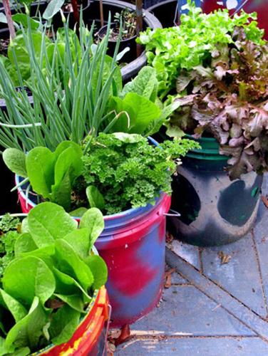 Seize the day; plant potful of lettuces or patch of pod peas now ...