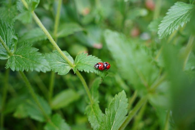 Study finds day-old caterpillars can recognize a ladybug’s footsteps ...