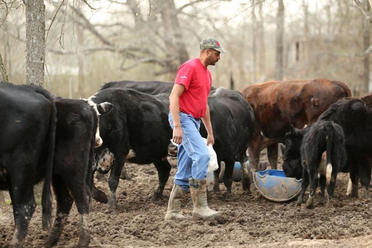 Bull shot: Shannon farmers offer reward for info on person shooting ...