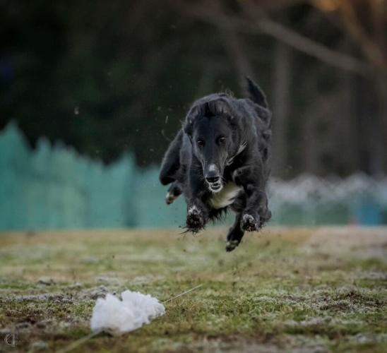 Tupelo family, who has fastest Borzoi in country, invited to taping of ...
