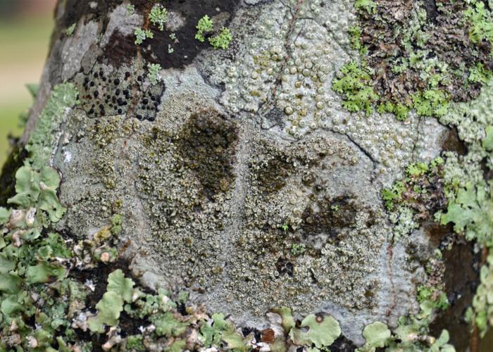 SOUTHERN GARDENING: Unusual lichens do not hurt plants | Living ...