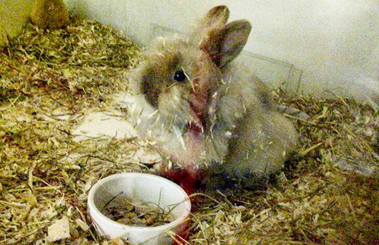 Rabbit named Herbie officially crowned world’s oldest bunny | News ...