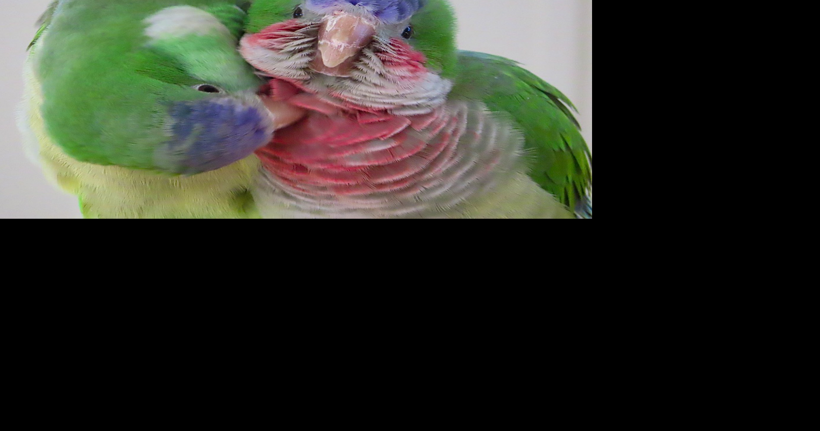 Study reveals how birds carefully form new friendships | News ...