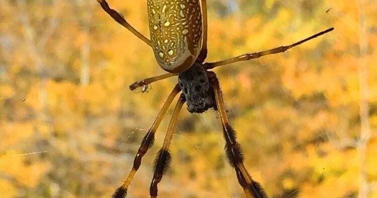 Hear me squeal when I come upon a spider in garden | Lifestyle ...