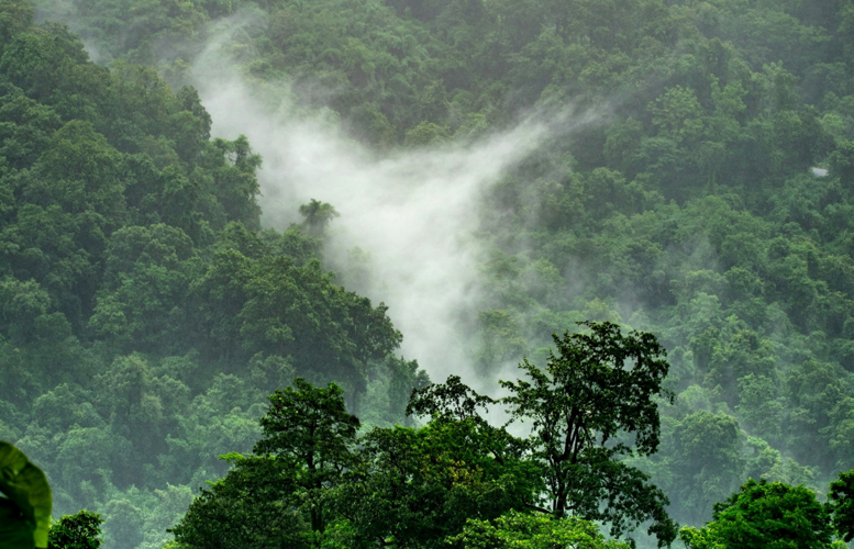 Tropical flowers blooming weeks later due to climate change | News ...