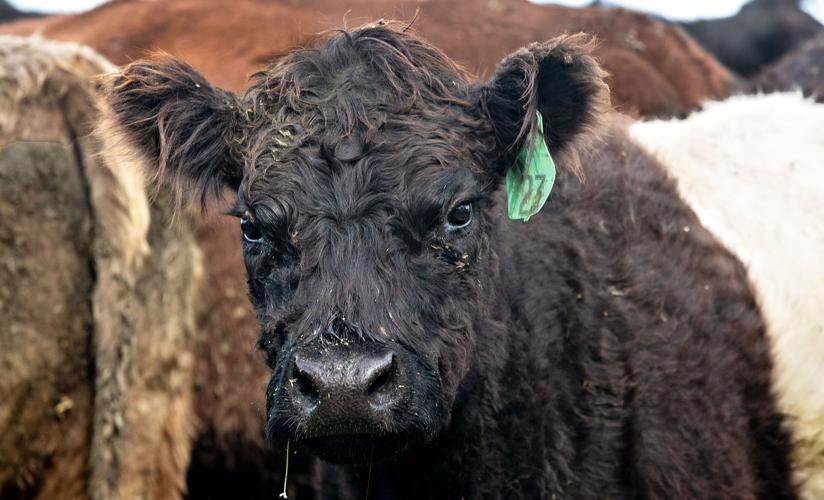 Cattle Rustlers Hit Mount Jackson Farm | News | dnronline.com