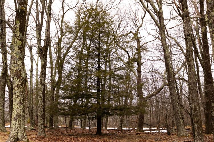 SNP Uses Beetles To Protect Hemlocks From Invasive Species | News ...