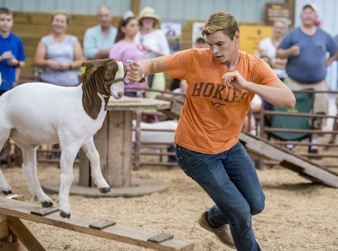 Getting Their Goats In Gear | County Fair | dnronline.com