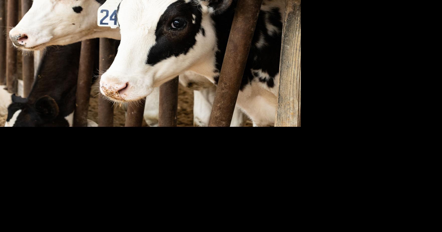 USDA Extends Milk Loss Program Assistance Deadline | News | dnronline.com