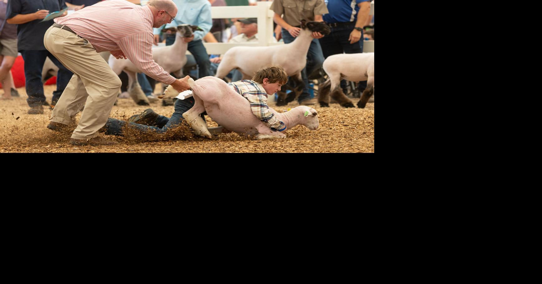 They're ba-a-ack: For competitors, Rockingham County Fair lamb show is ...