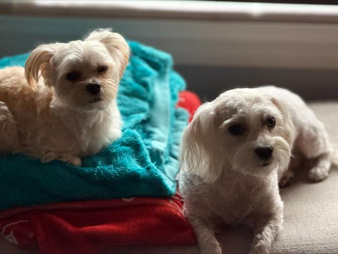 The Gen X Files: Are dogs the new children? Perhaps. | Lifestyle ...