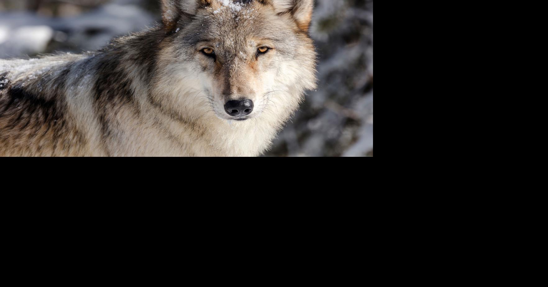 Disease outbreak cuts Wyoming, Yellowstone wolf numbers to lowest level ...