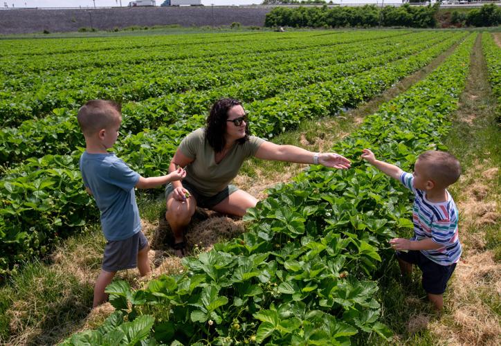 Strawberry Season In Full Swing At Overlook Produce | News | dnronline.com