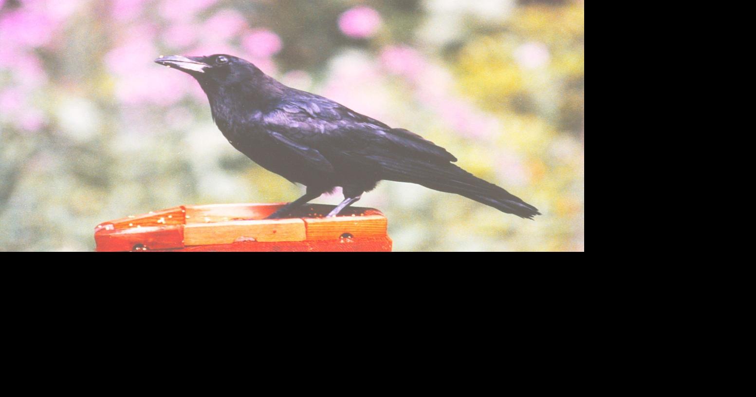 Nature Notes: Crows have it easy in Virginia | Outdoors | dnronline.com