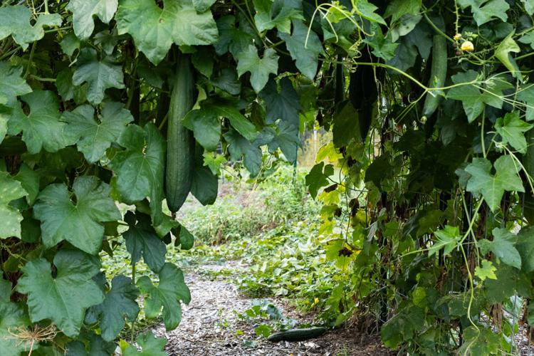 Local Gardener Harvests Loofah For Great.full Goods | News | dnronline.com